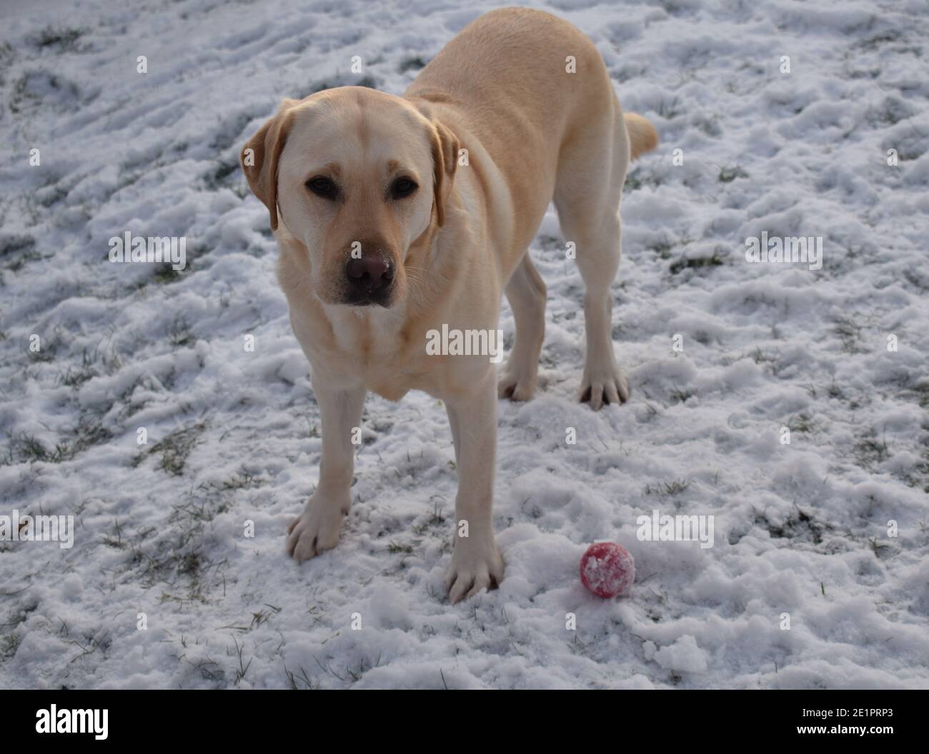 Labrador snow nose hi-res stock photography and images - Alamy