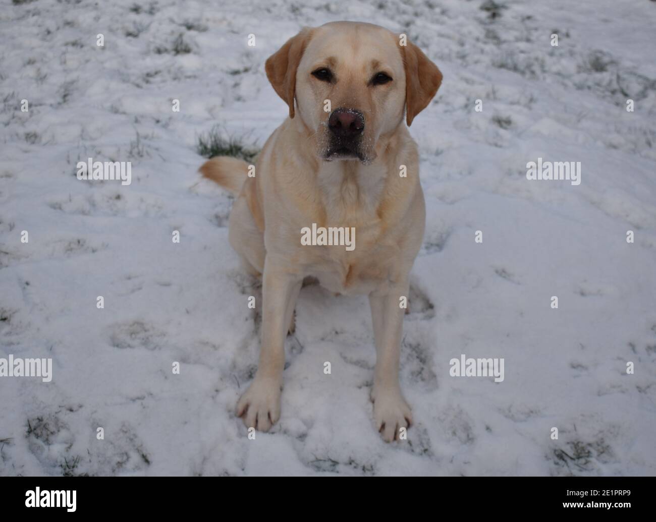 How Cold Can Labradors Handle