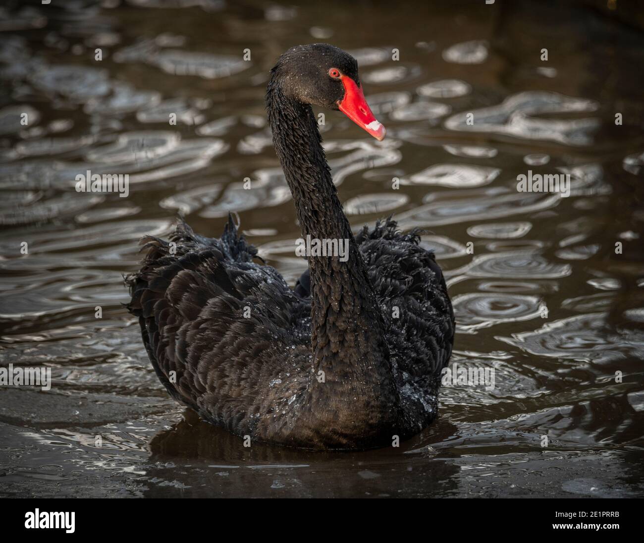 Bird Gardens, UK. 9th Jan, 2021. Oxton Scottish Borders. Scotland. UK ...