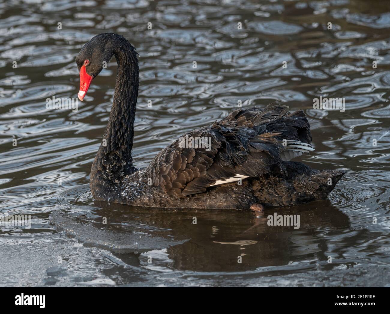 Bird Gardens, UK. 9th Jan, 2021. Oxton Scottish Borders. Scotland. UK ...