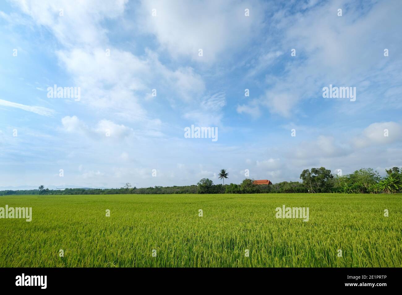 Large paddy hi-res stock photography and images - Alamy