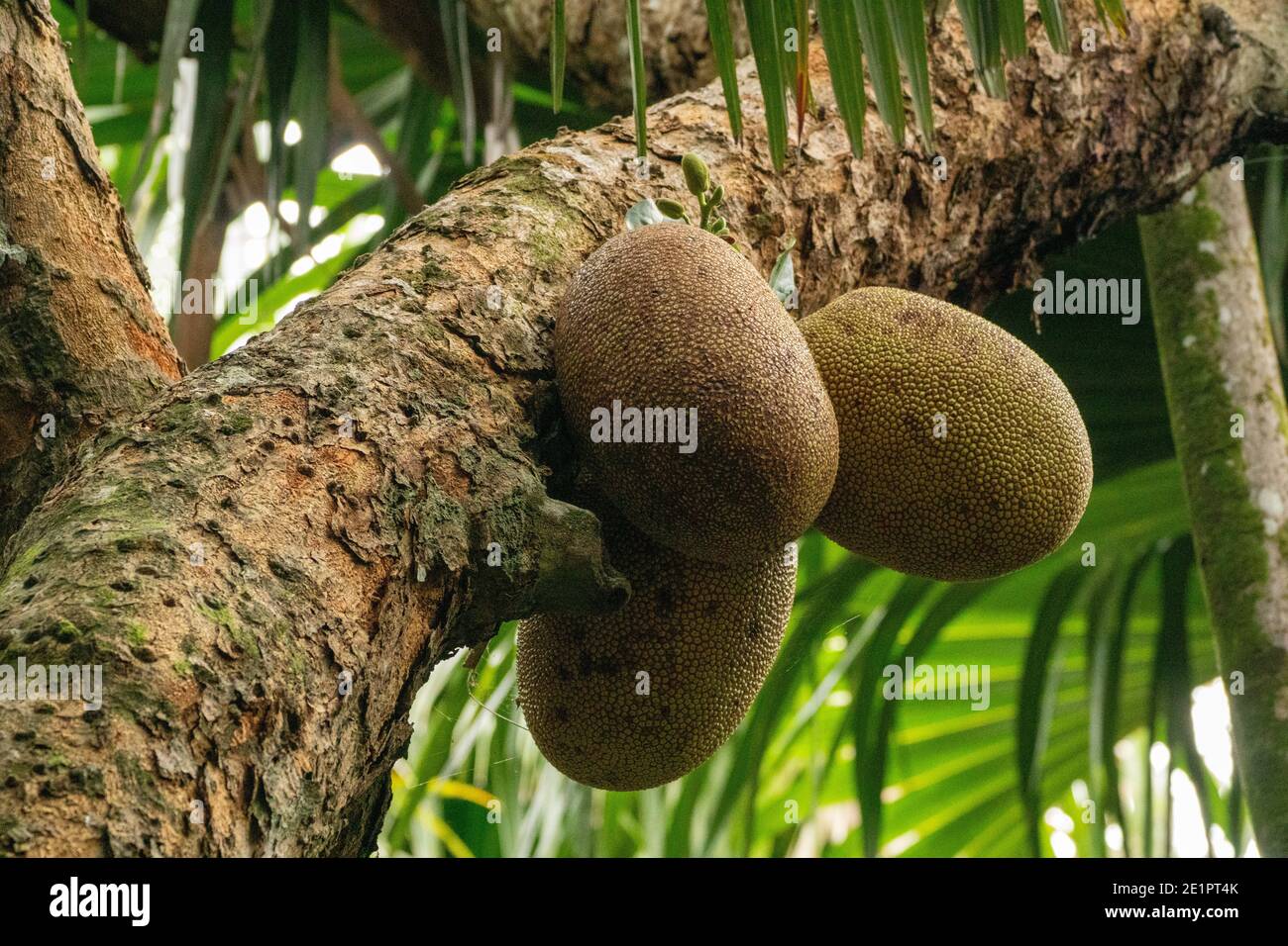 jackfruit (Artocarpus heterophyllus), also known as jack tree Stock ...