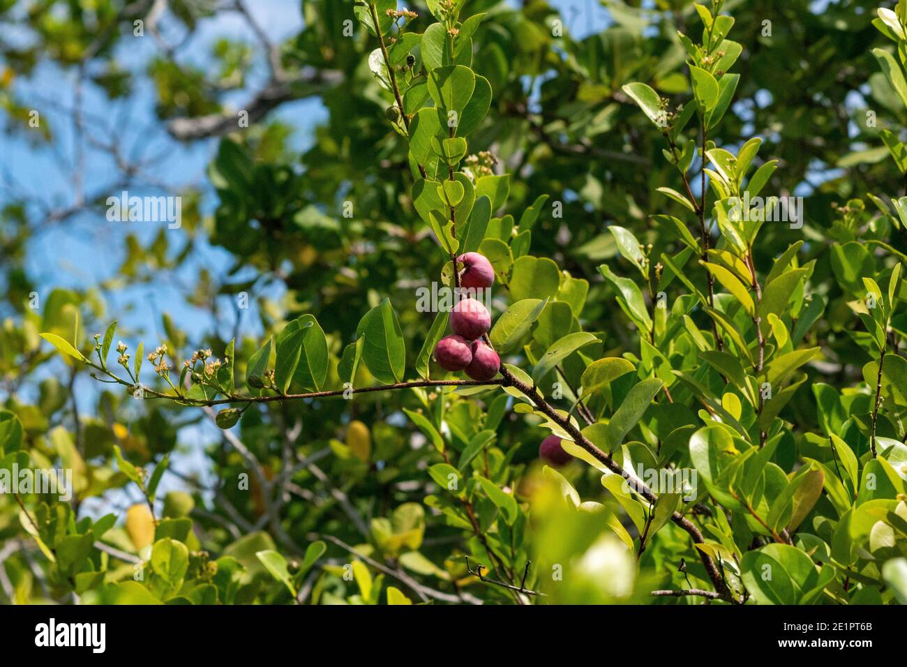 coco plum, Seychelles Stock Photo - Alamy