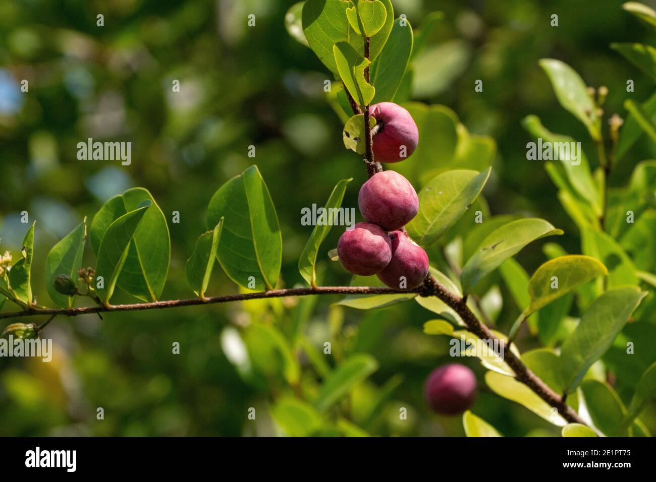 coco plum, Seychelles Stock Photo - Alamy