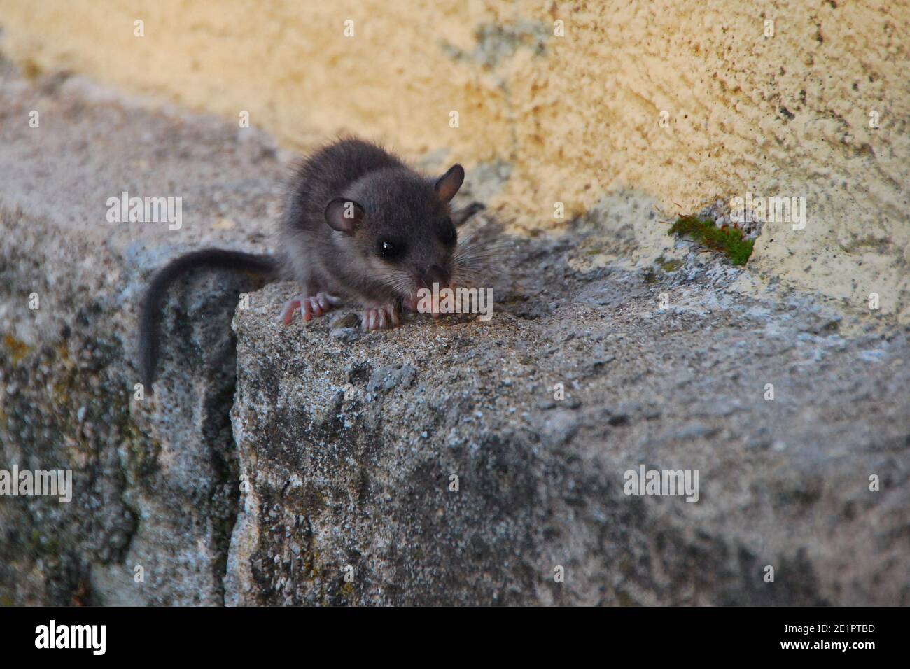 Shrew garden hi-res stock photography and images - Alamy