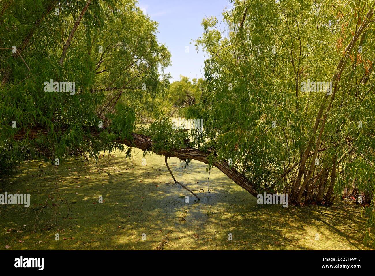 Overhanging vegetation hi-res stock photography and images - Alamy
