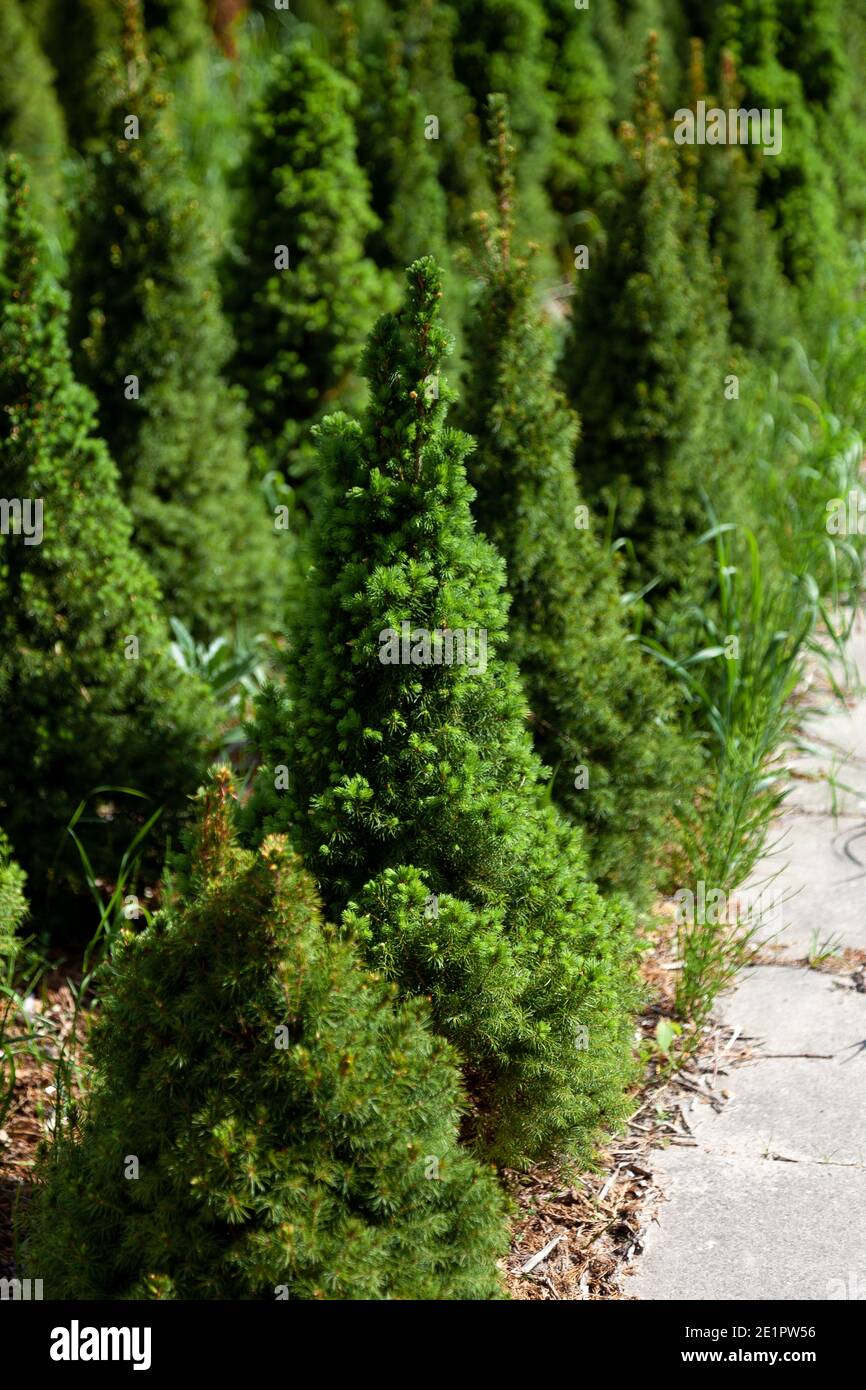 Conifer for containers hi-res stock photography and images - Alamy