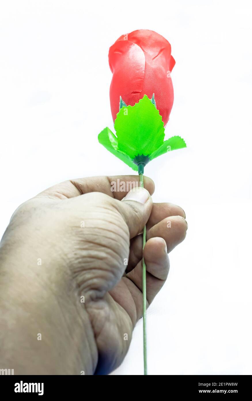 A man's hand with a red rose on a white backgrounds Stock Photo - Alamy