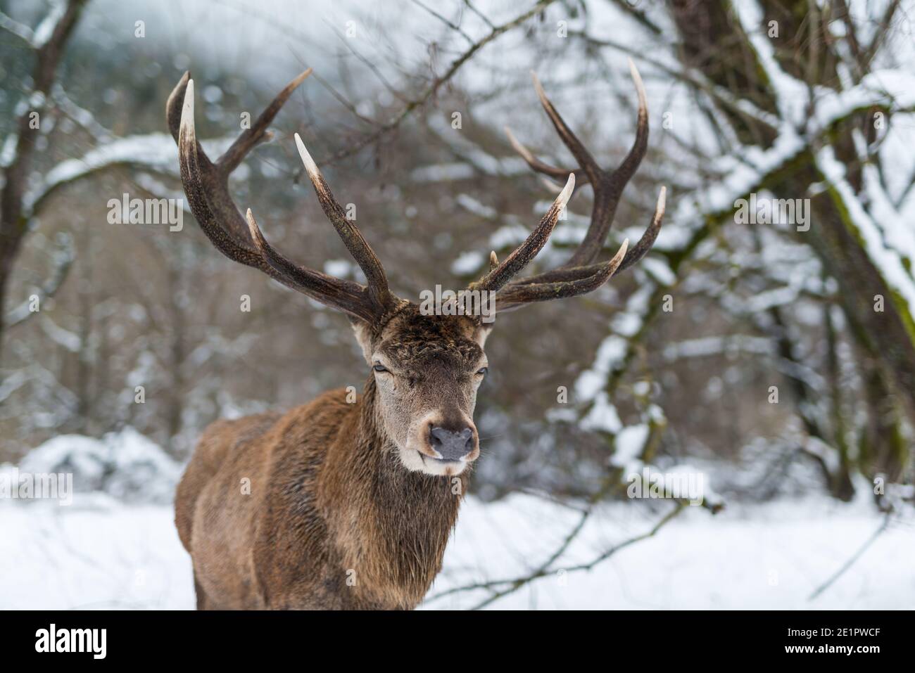 Old deer,old guard Stock Photo - Alamy