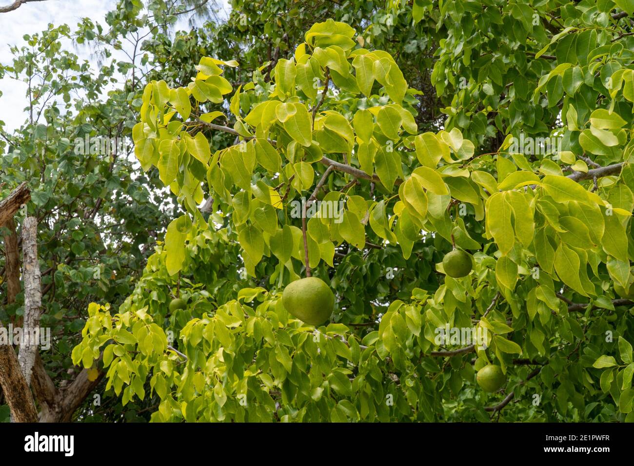 Vegetation in the Seychelles Stock Photo - Alamy