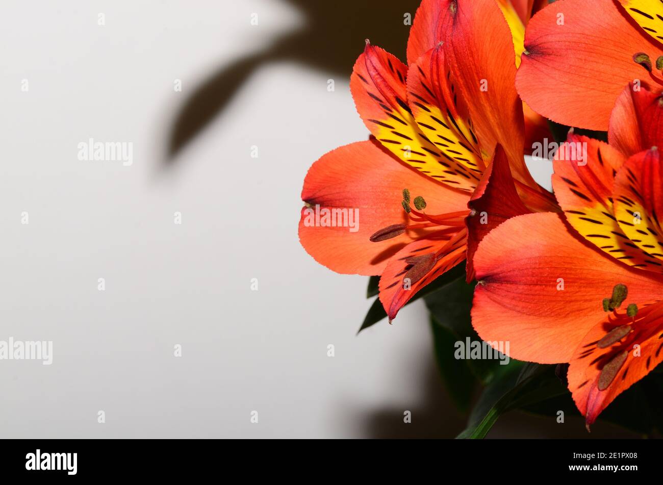 fresh bright red flowers Stock Photo - Alamy