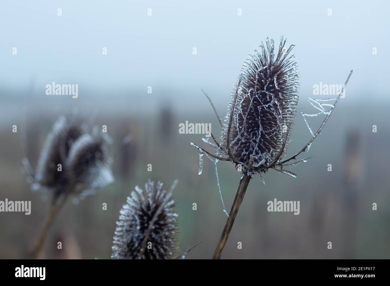 snowing winter in northern italy 2020 Stock Photo - Alamy
