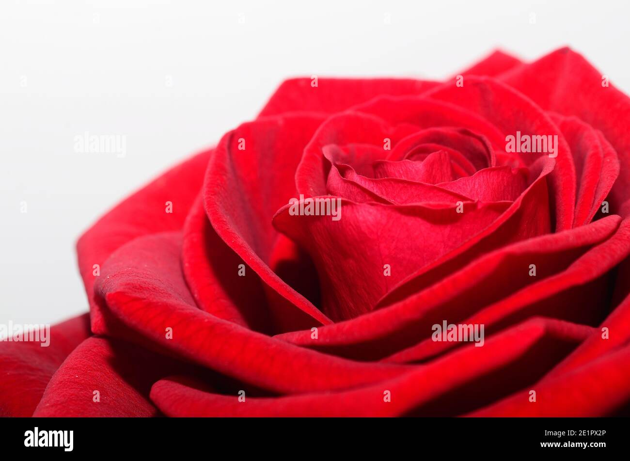 red fragrant rose big view with white background Stock Photo - Alamy