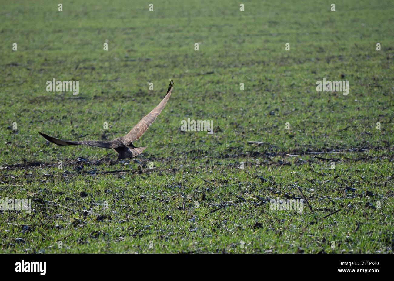 Buzzard with large wingspan hi-res stock photography and images - Alamy