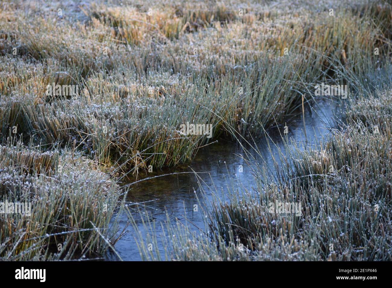 A thin Layer of Ice has formed in a small Trickle Stock Photo - Alamy