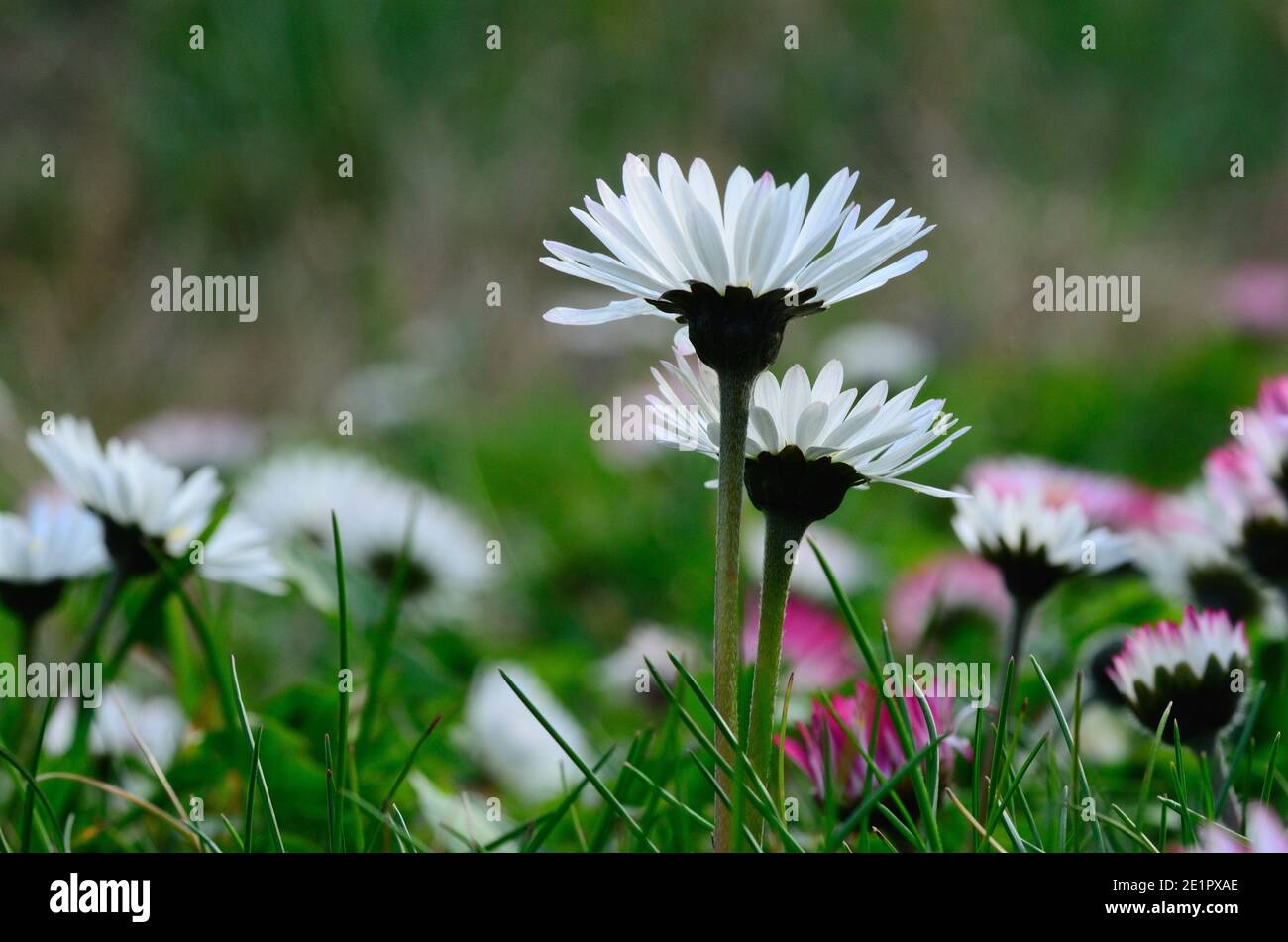 Daisy crocus hi-res stock photography and images - Alamy