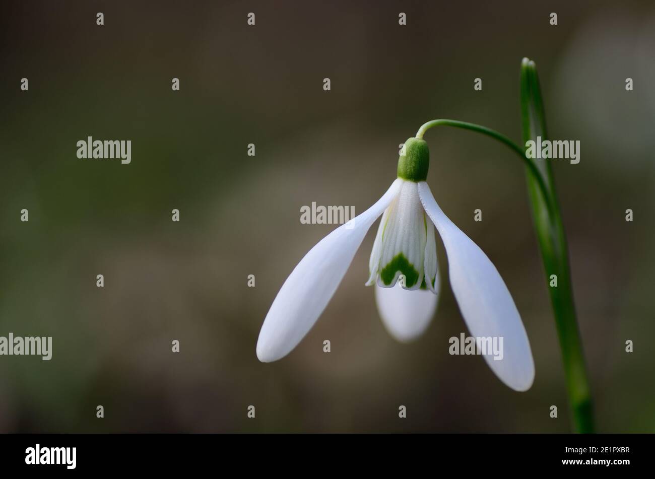 Large snowdrops hi-res stock photography and images - Alamy