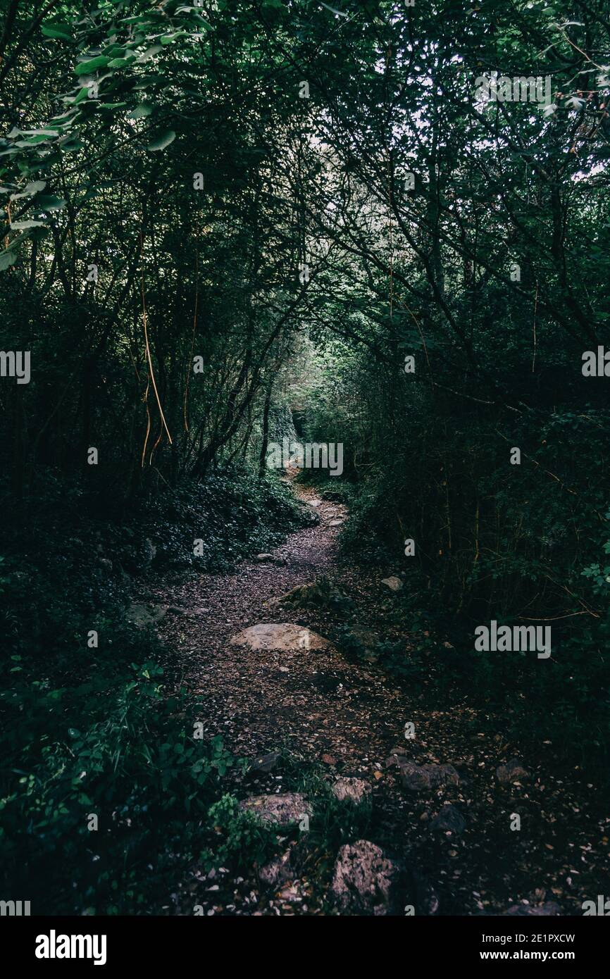 small path that goes into the forest of sadernes Stock Photo - Alamy