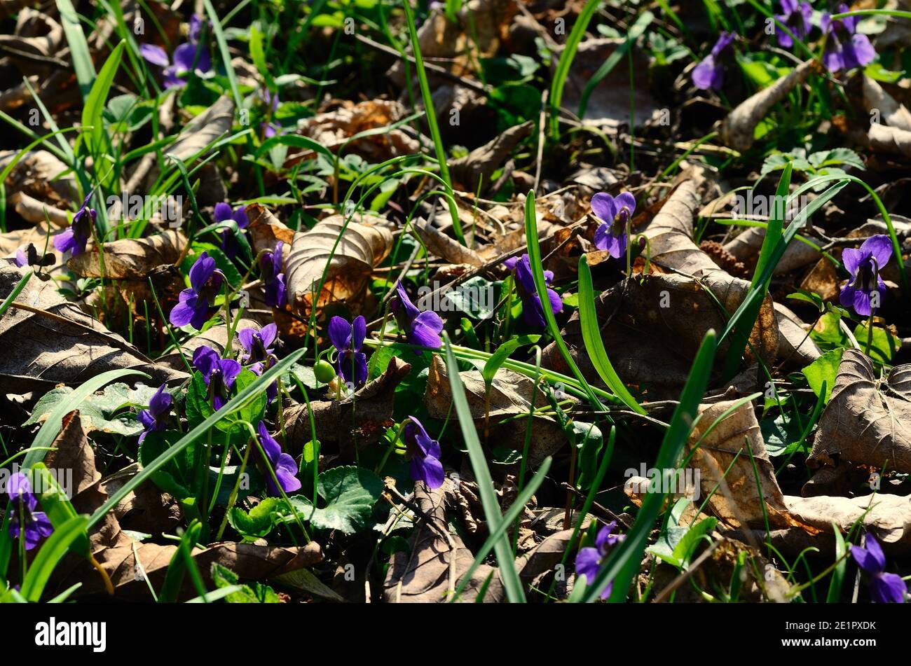 Violets in sunshine hi-res stock photography and images - Alamy