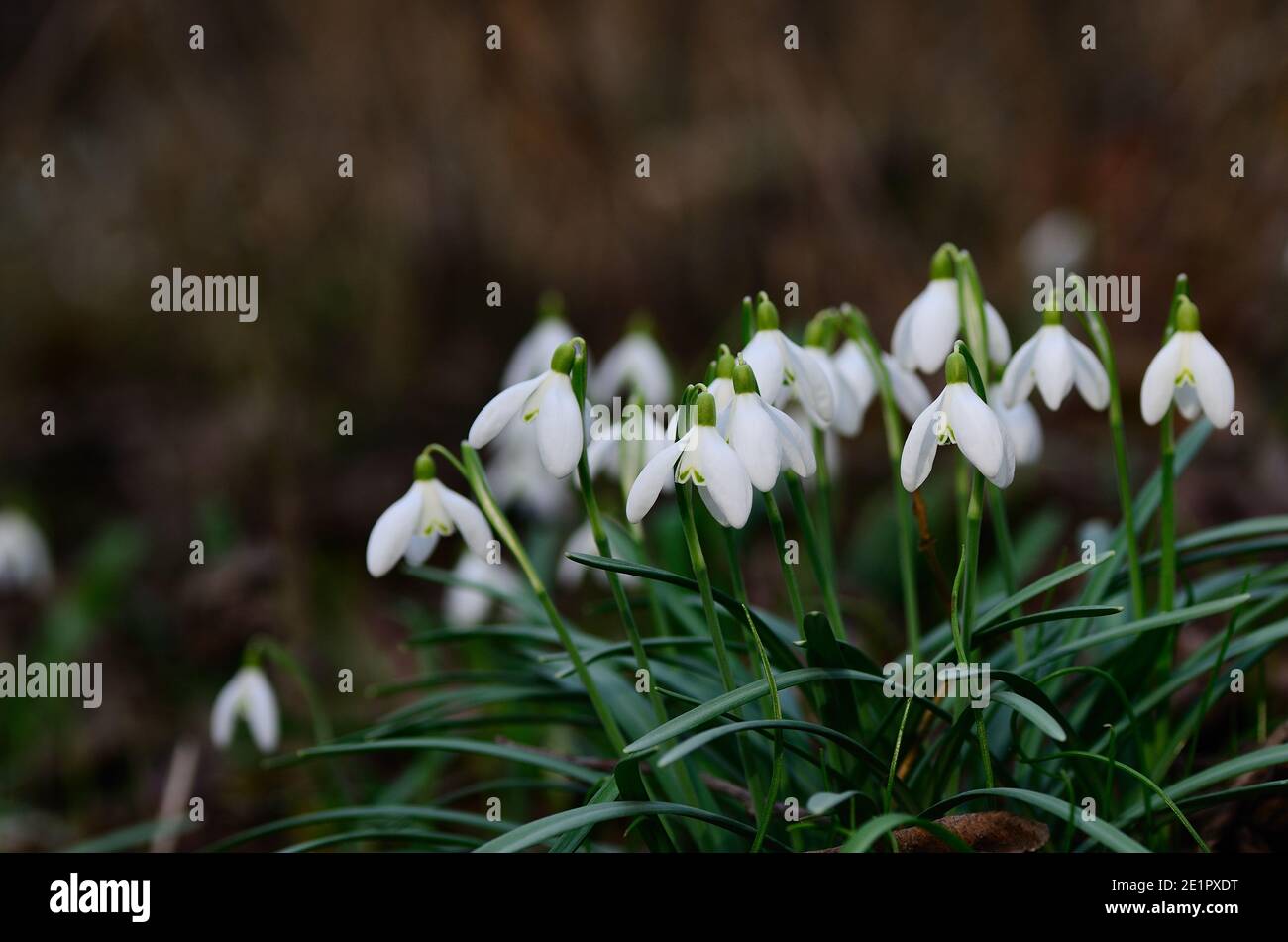 fresh snowdrops at a tree in spring Stock Photo - Alamy