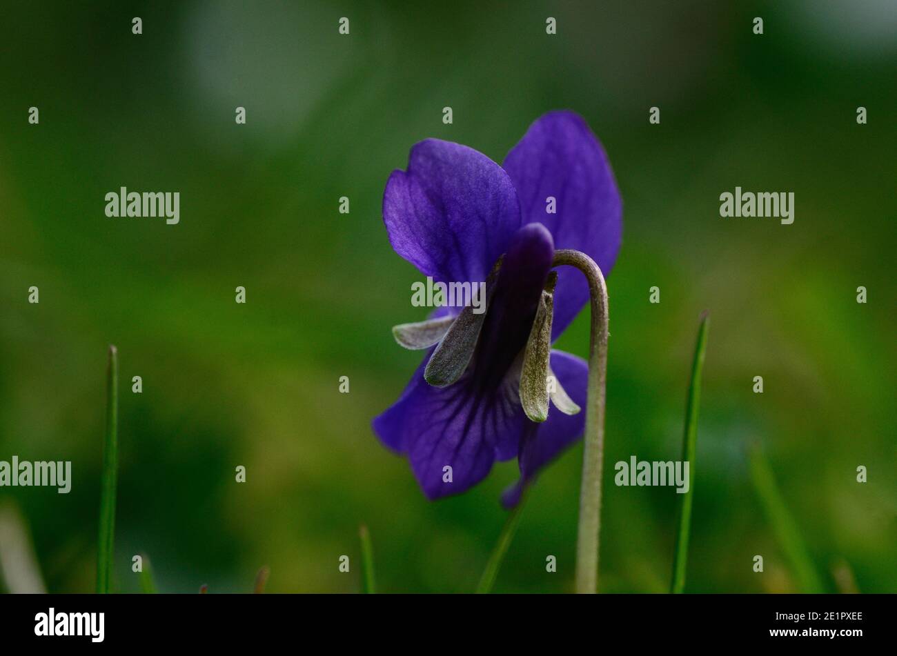 fresh violets great view with green background Stock Photo - Alamy