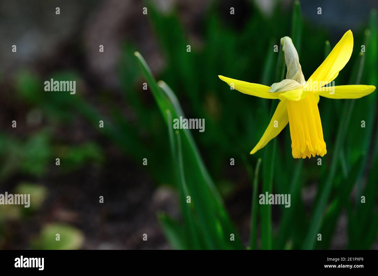 bright yellow flower in spring Stock Photo - Alamy