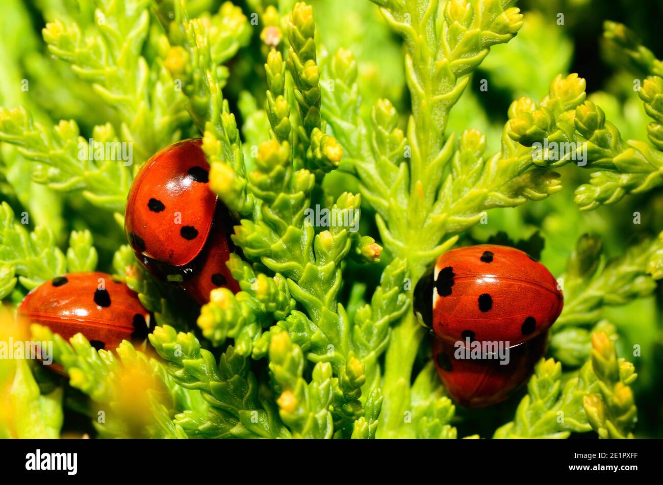 five ladybugs in shrub and flower Stock Photo - Alamy
