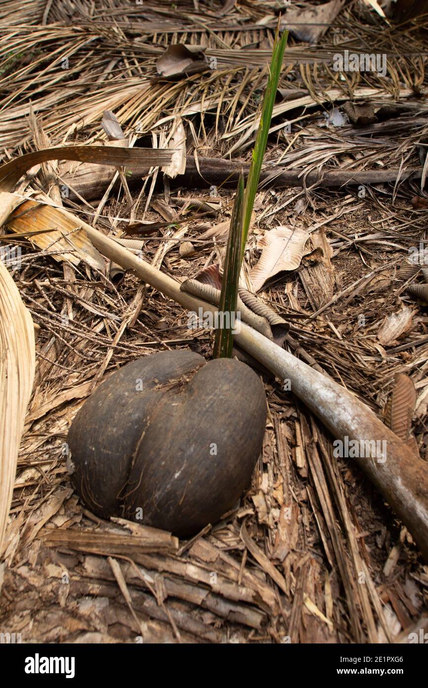 Seychelles nut hi-res stock photography and images - Alamy