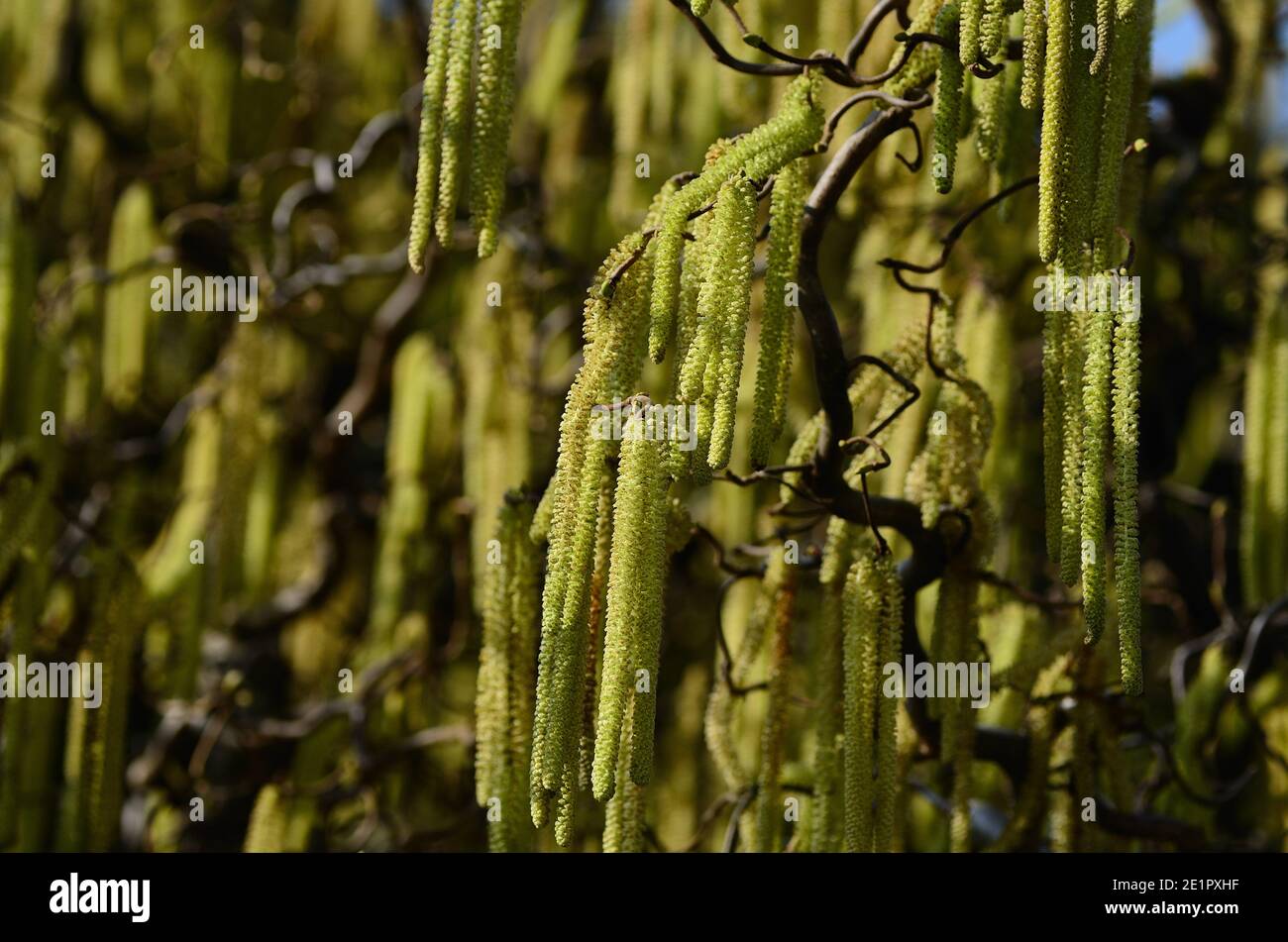 hazel shrub in the spring and garden Stock Photo - Alamy