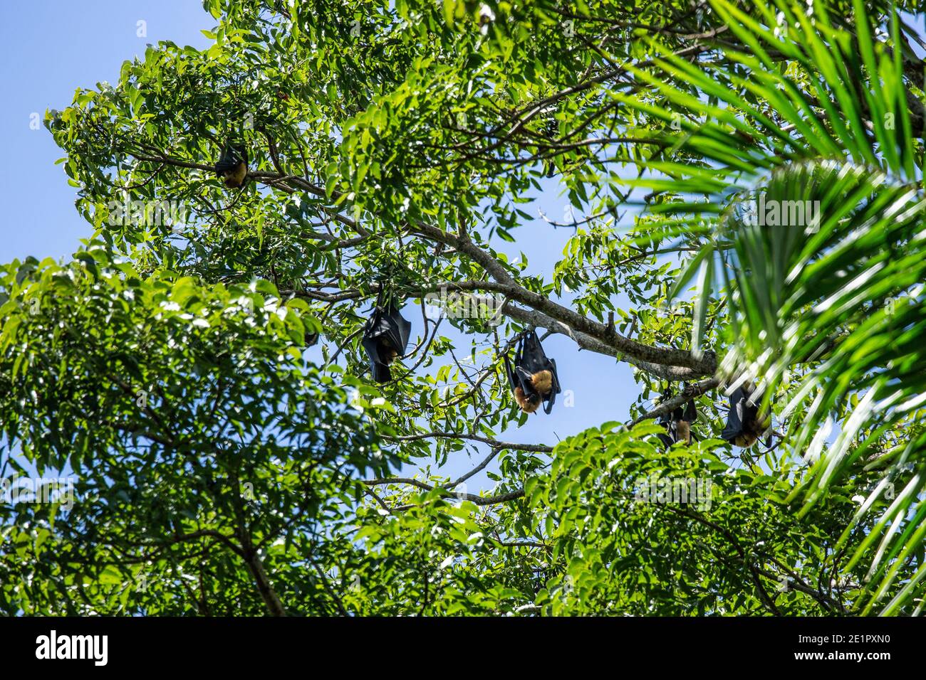 Seychelles fruit bat or Seychelles flying fox (Pteropus seychellensis ...
