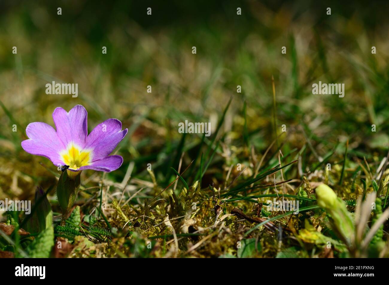 Small colors in summer hi-res stock photography and images - Alamy