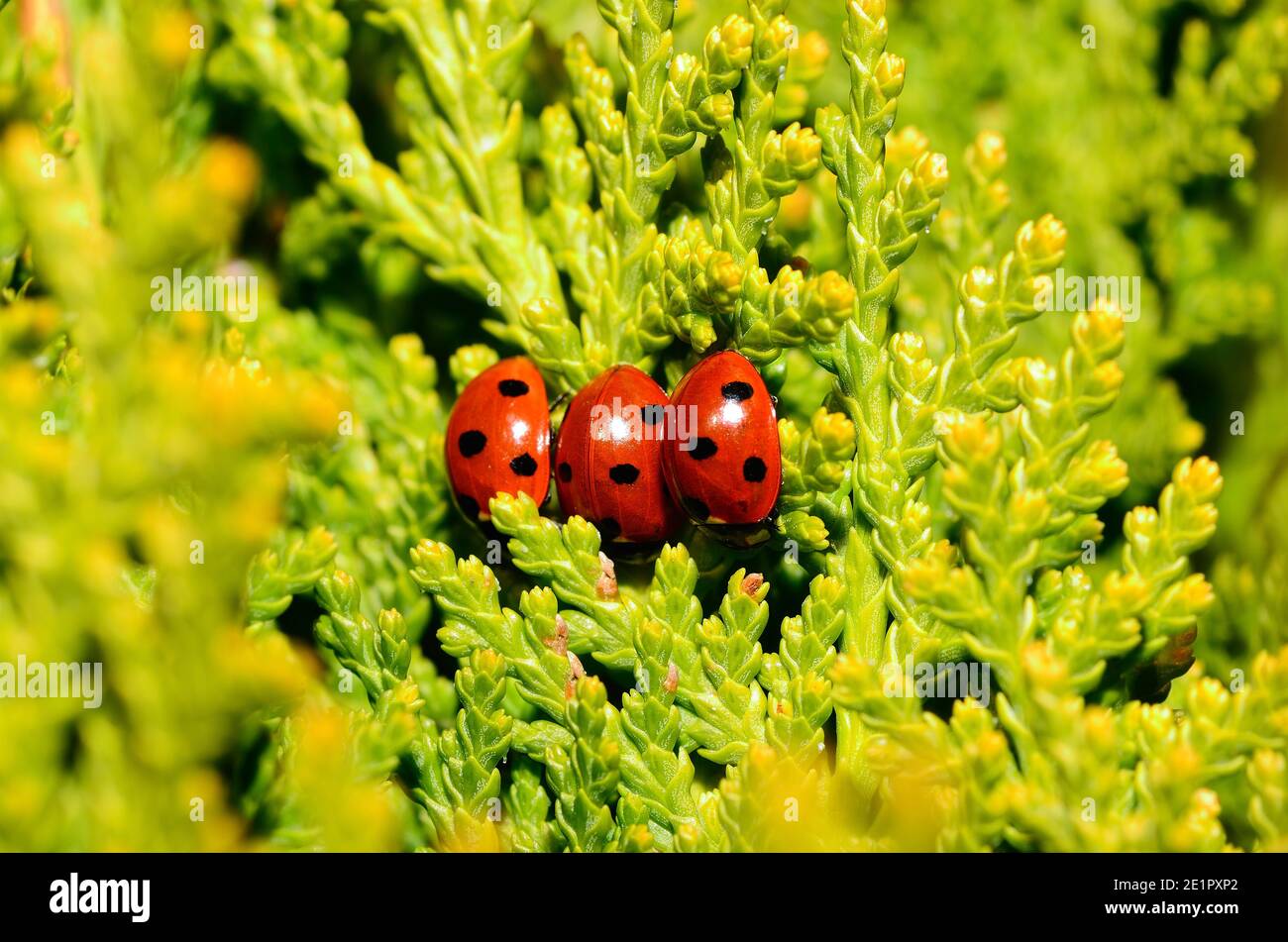Ladybug antenna hi-res stock photography and images - Alamy