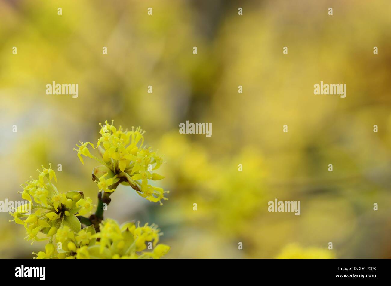Shrub in spring hi-res stock photography and images - Alamy