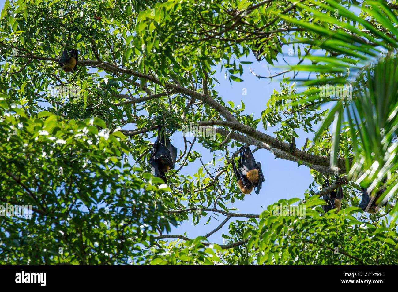 Seychelles flying fox hi-res stock photography and images - Alamy