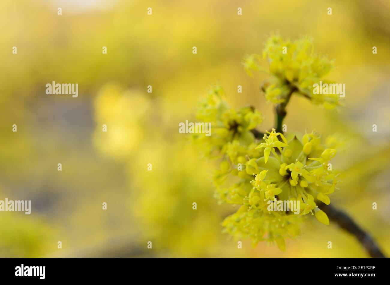Yellow flowers grow in garden hi-res stock photography and images - Alamy