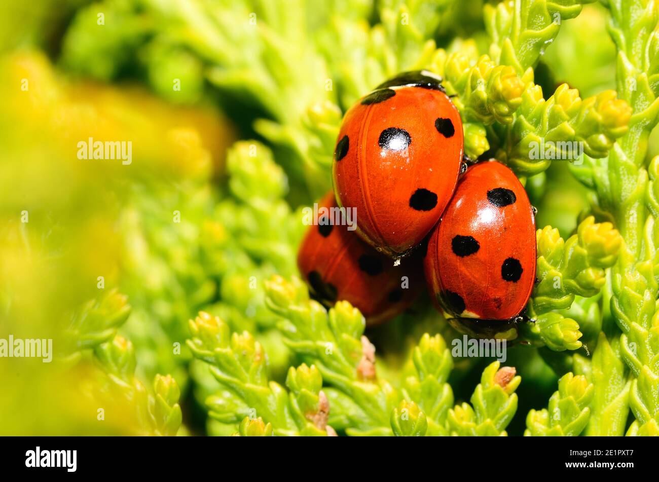 Bee three wing hi-res stock photography and images - Alamy