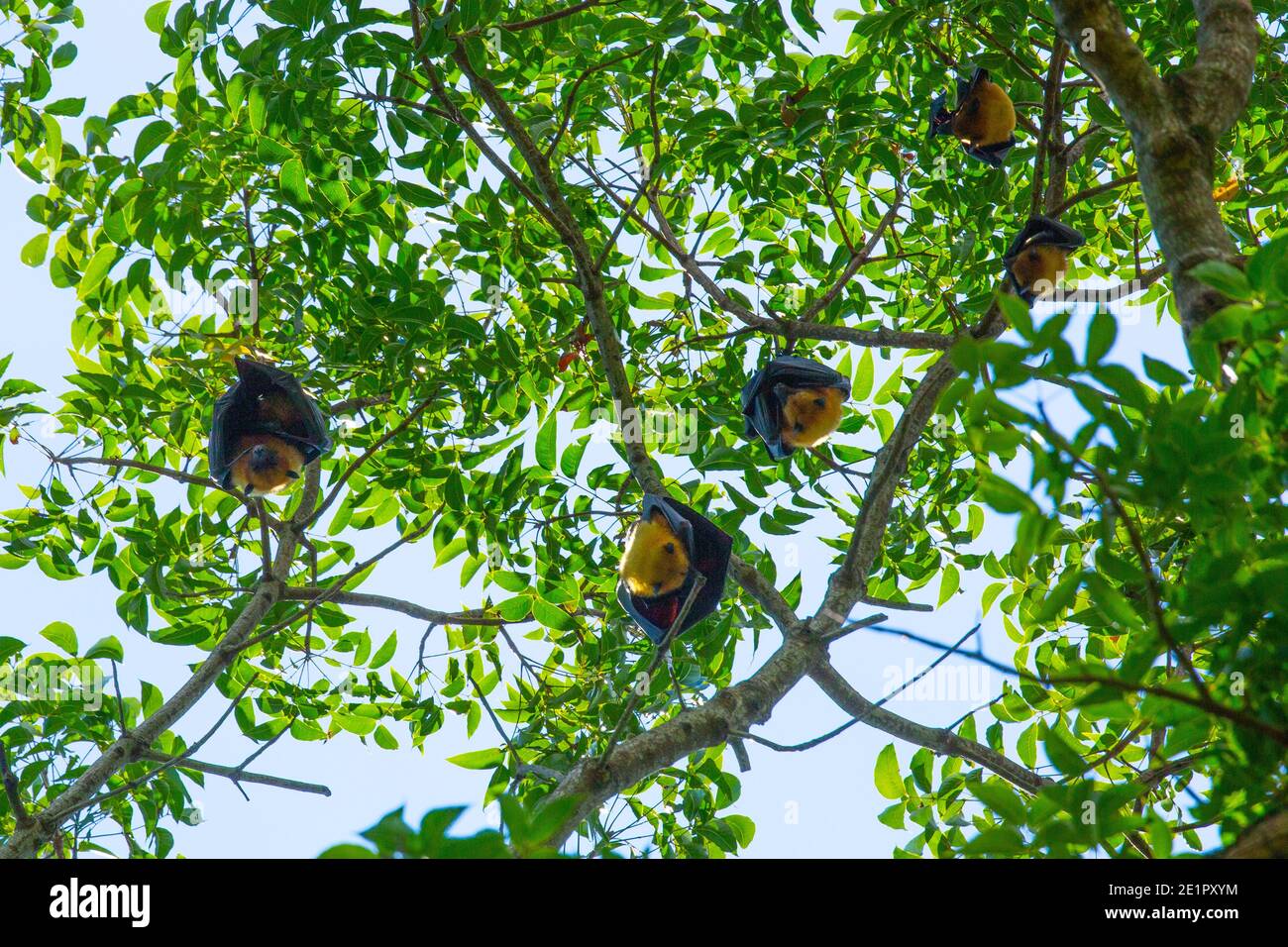Seychelles fruit bat or Seychelles flying fox (Pteropus seychellensis ...