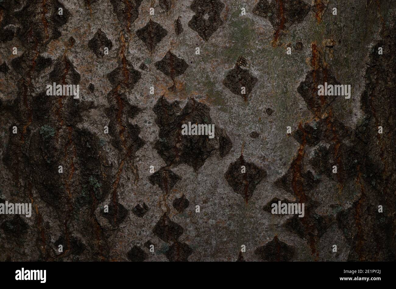 surface of a tree in the forest Stock Photo - Alamy