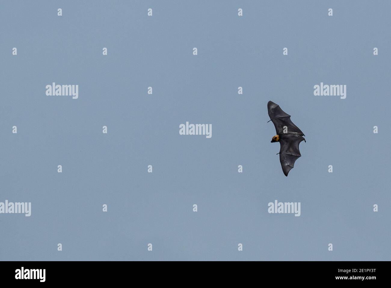 Seychelles flying fox hi-res stock photography and images - Alamy
