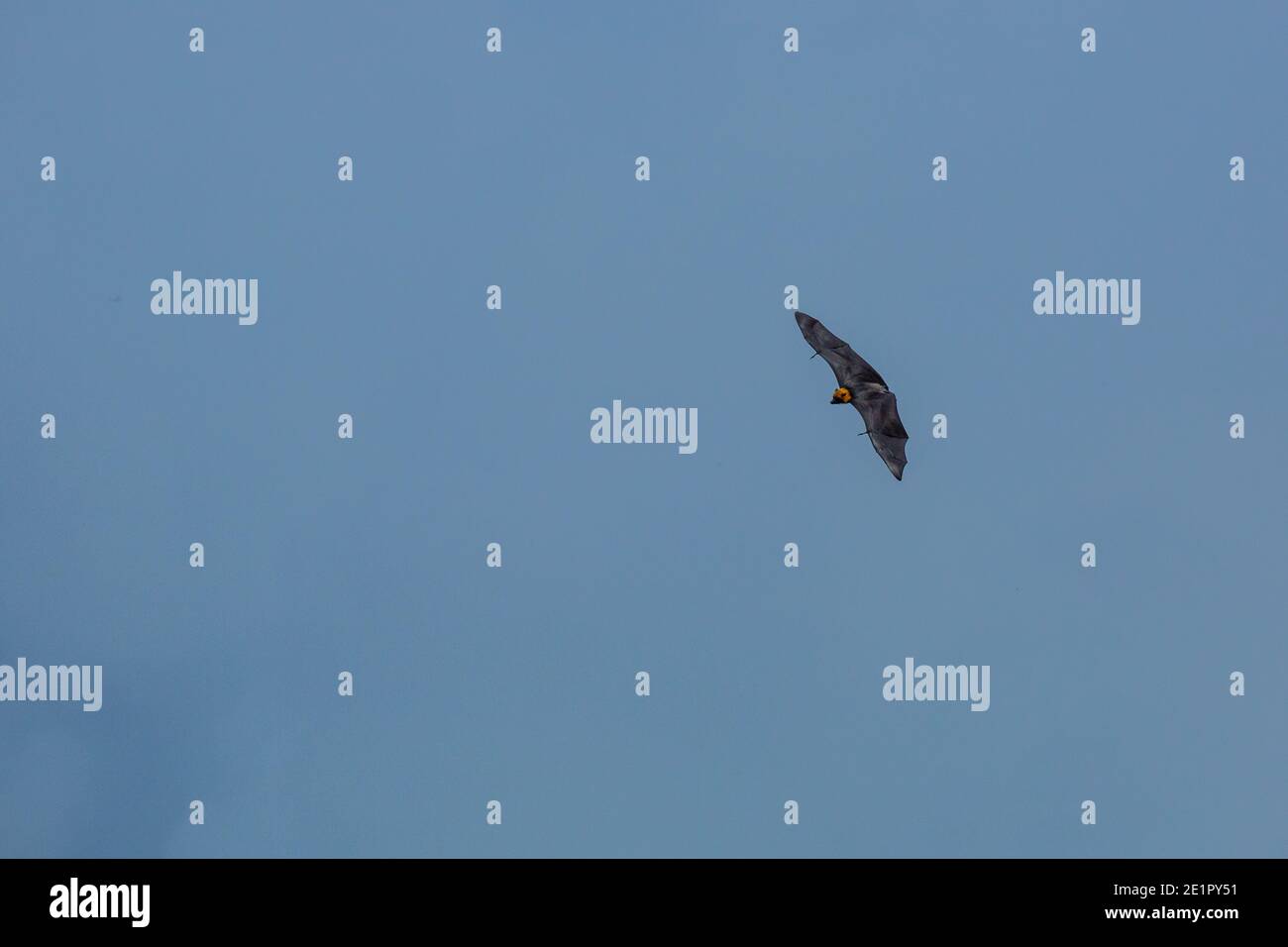 Pteropus seychellensis hi-res stock photography and images - Alamy