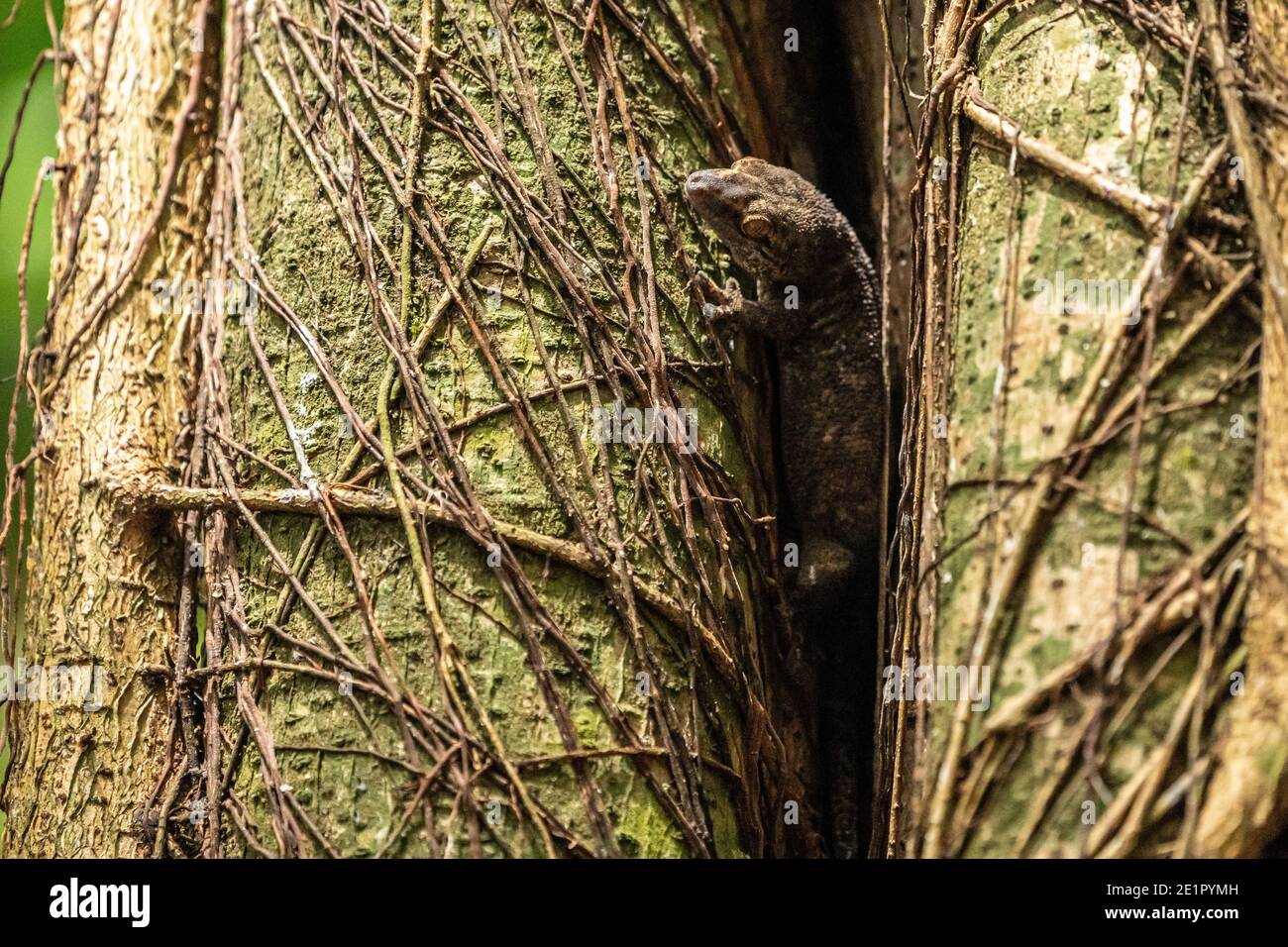 Seychelles- Gecko in the forest Stock Photo - Alamy