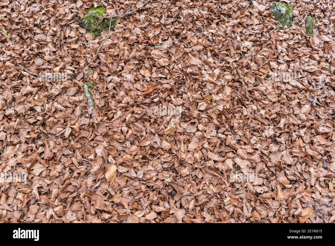 Top view of autumn leaves .Falling foliage background Stock Photo - Alamy