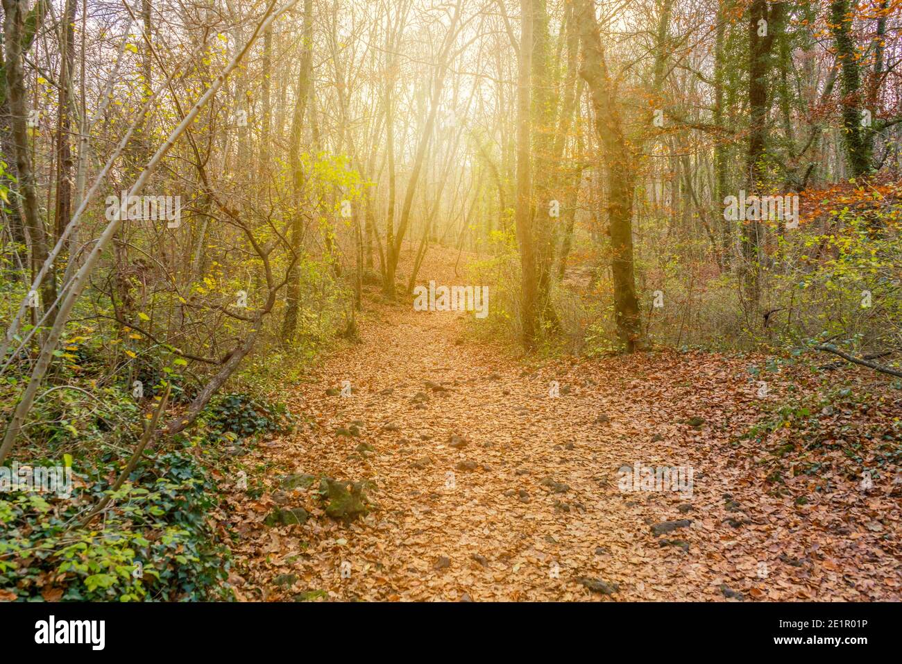 Colorful forest landscape at sunset.Wonderful autumnal scenery with ...