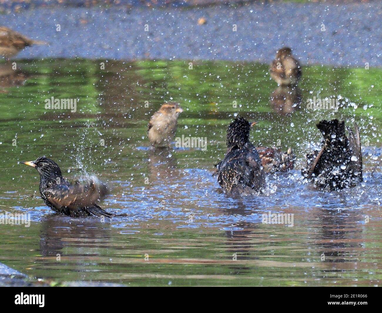 Sheerness, Kent, UK. 9th January, 2021. UK Weather: starlings take a ...