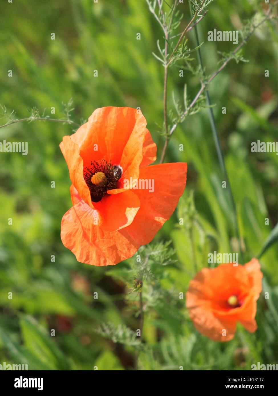 Poppy red close up hi-res stock photography and images - Alamy