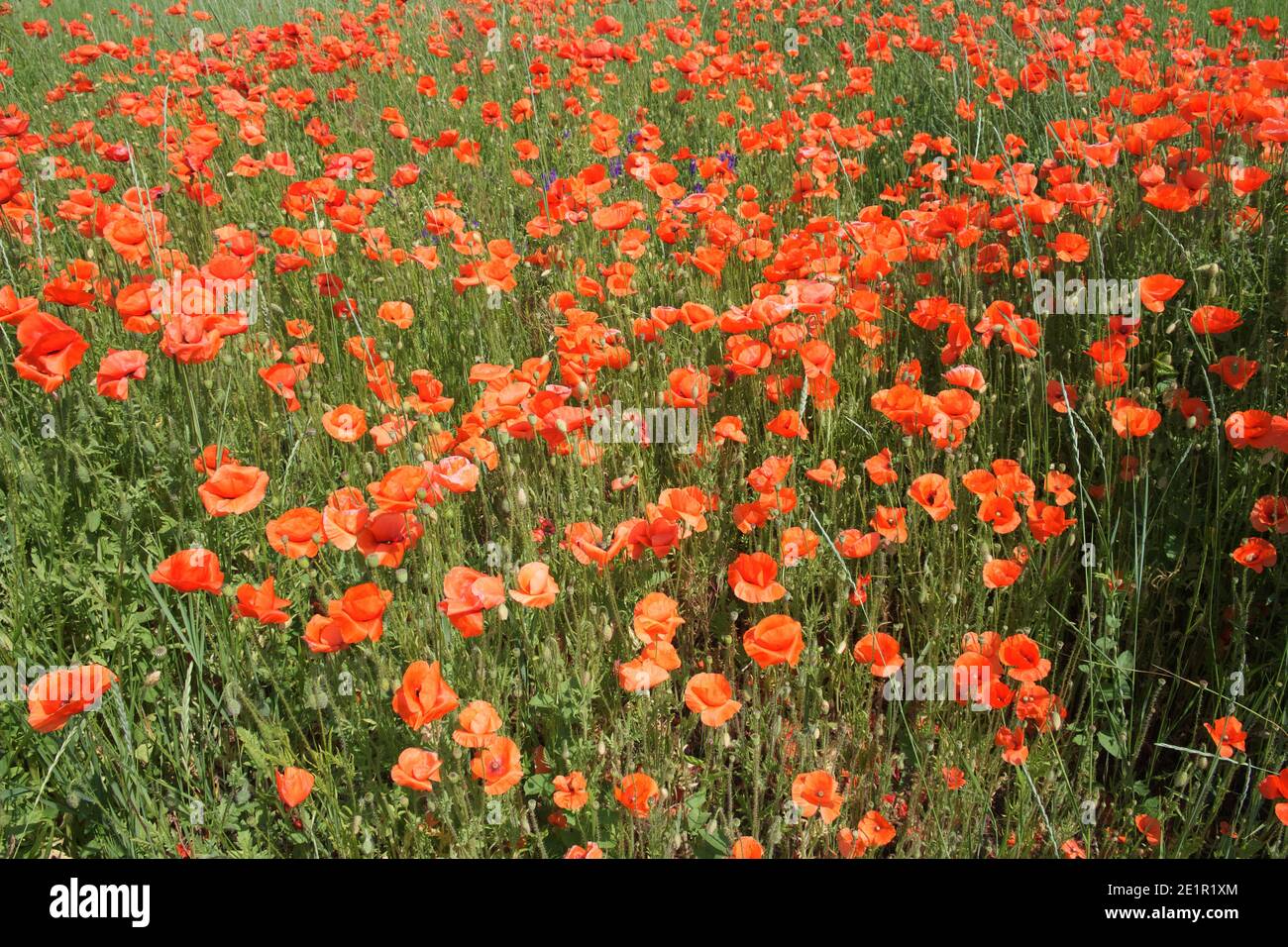 Red poppy carpet hi-res stock photography and images - Alamy
