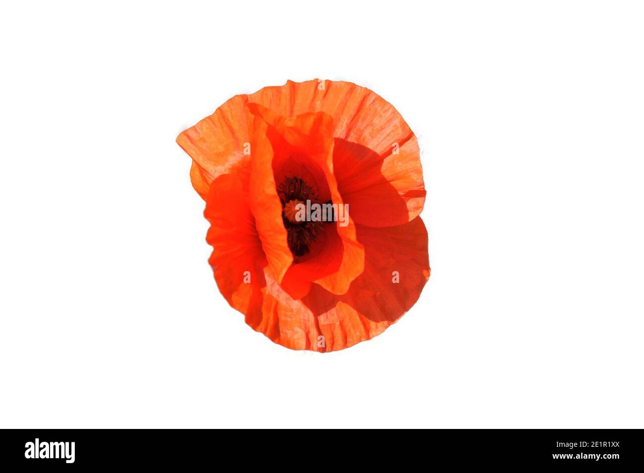 Big red poppy flower in a close-up. Beautiful flower with red petals ...