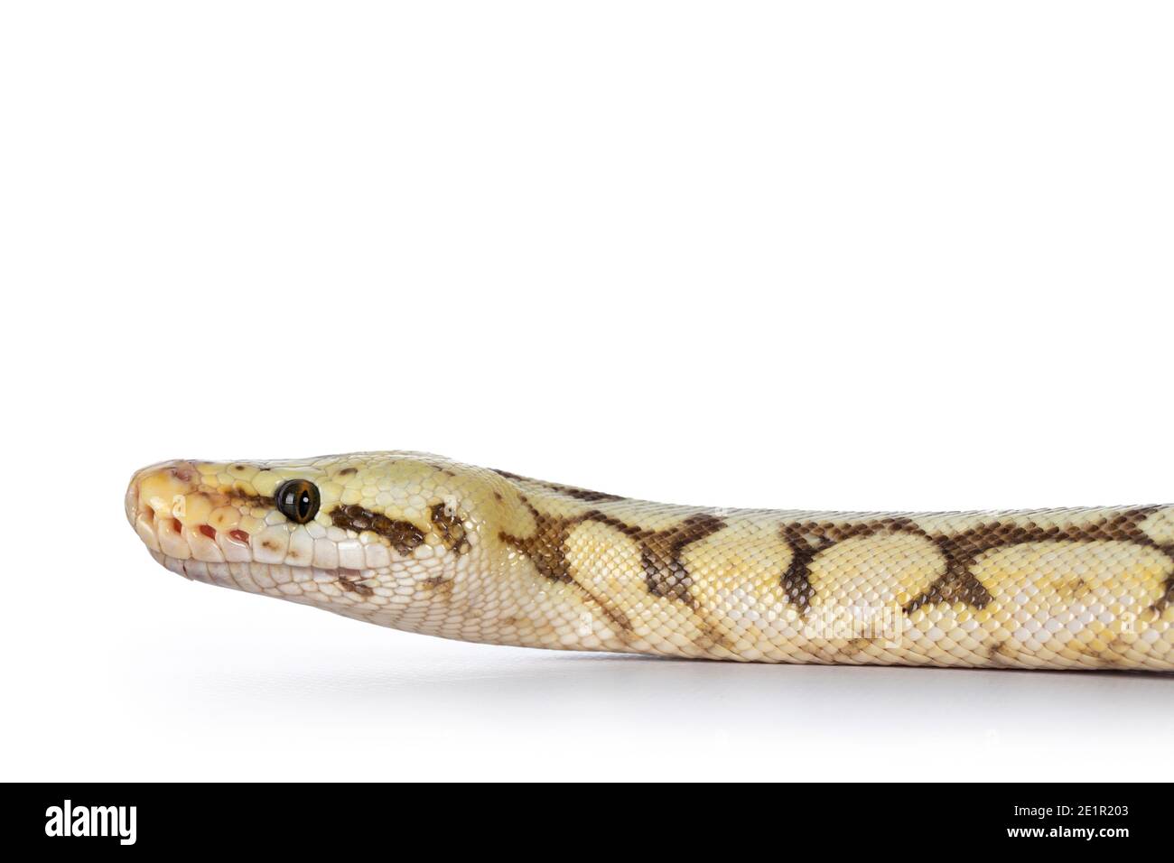 Killer Bee Ball Python Killer Bee Het Clown Adult Ball Python F/s