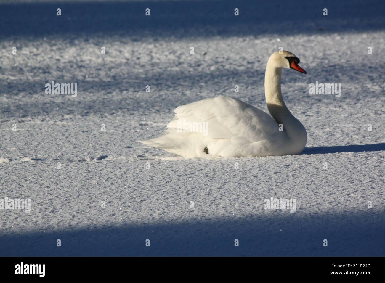 White background orange in water hi-res stock photography and images ...