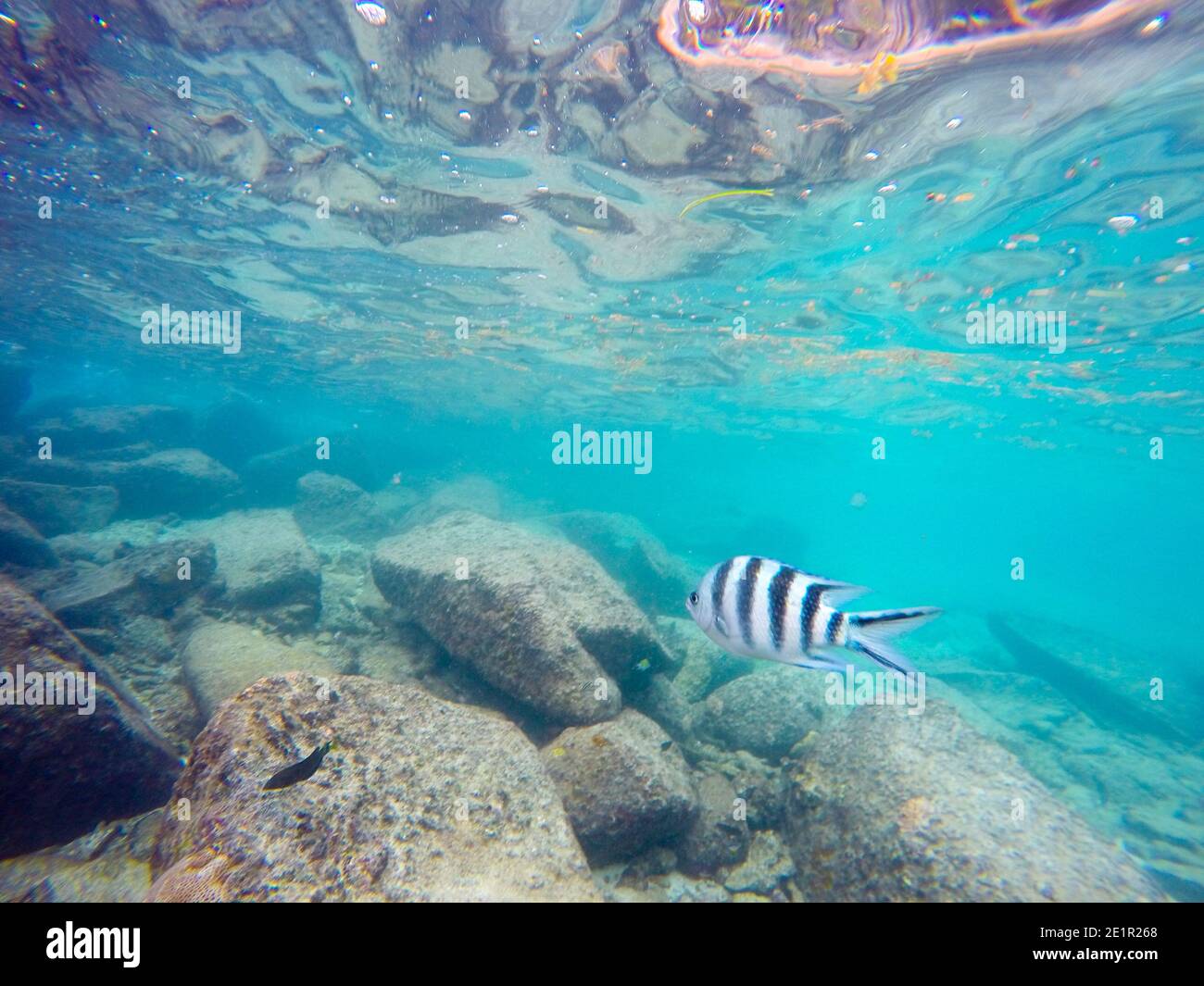 Fish in a ruined coral reef in the Seychelles Stock Photo - Alamy